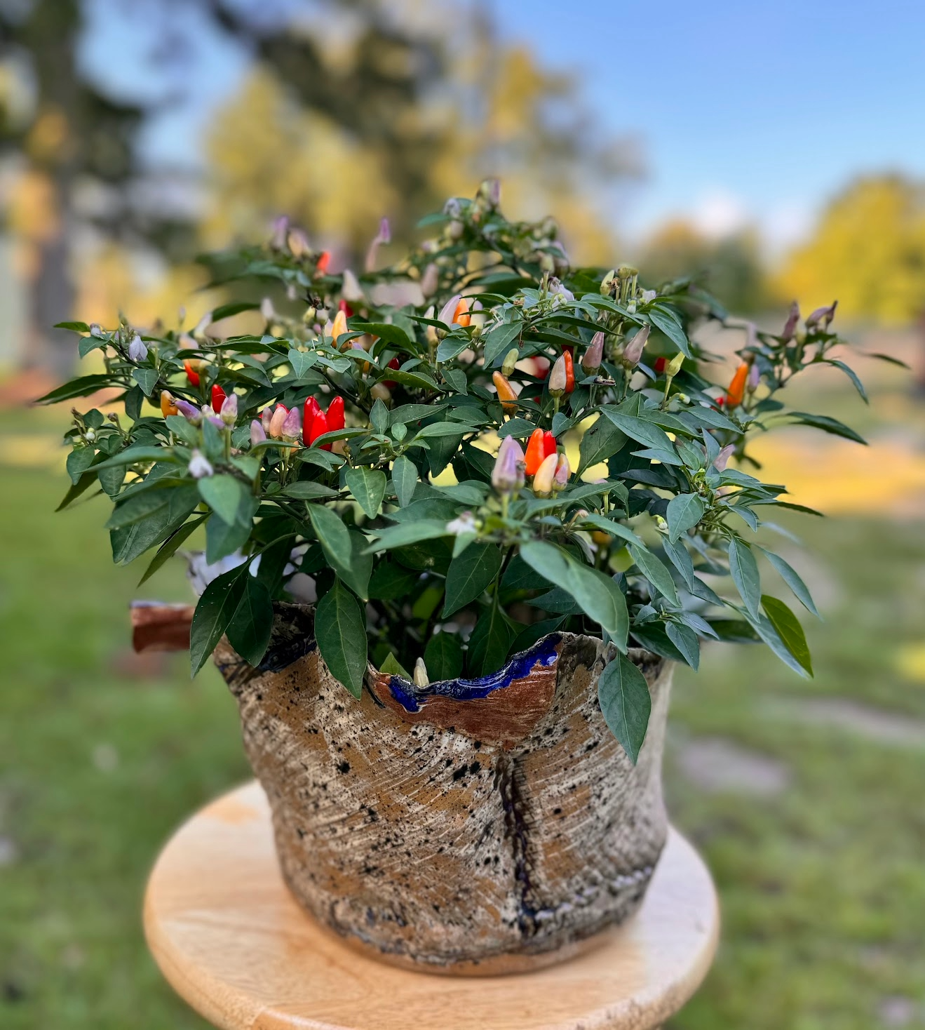 Planters – Vineyard Pottery